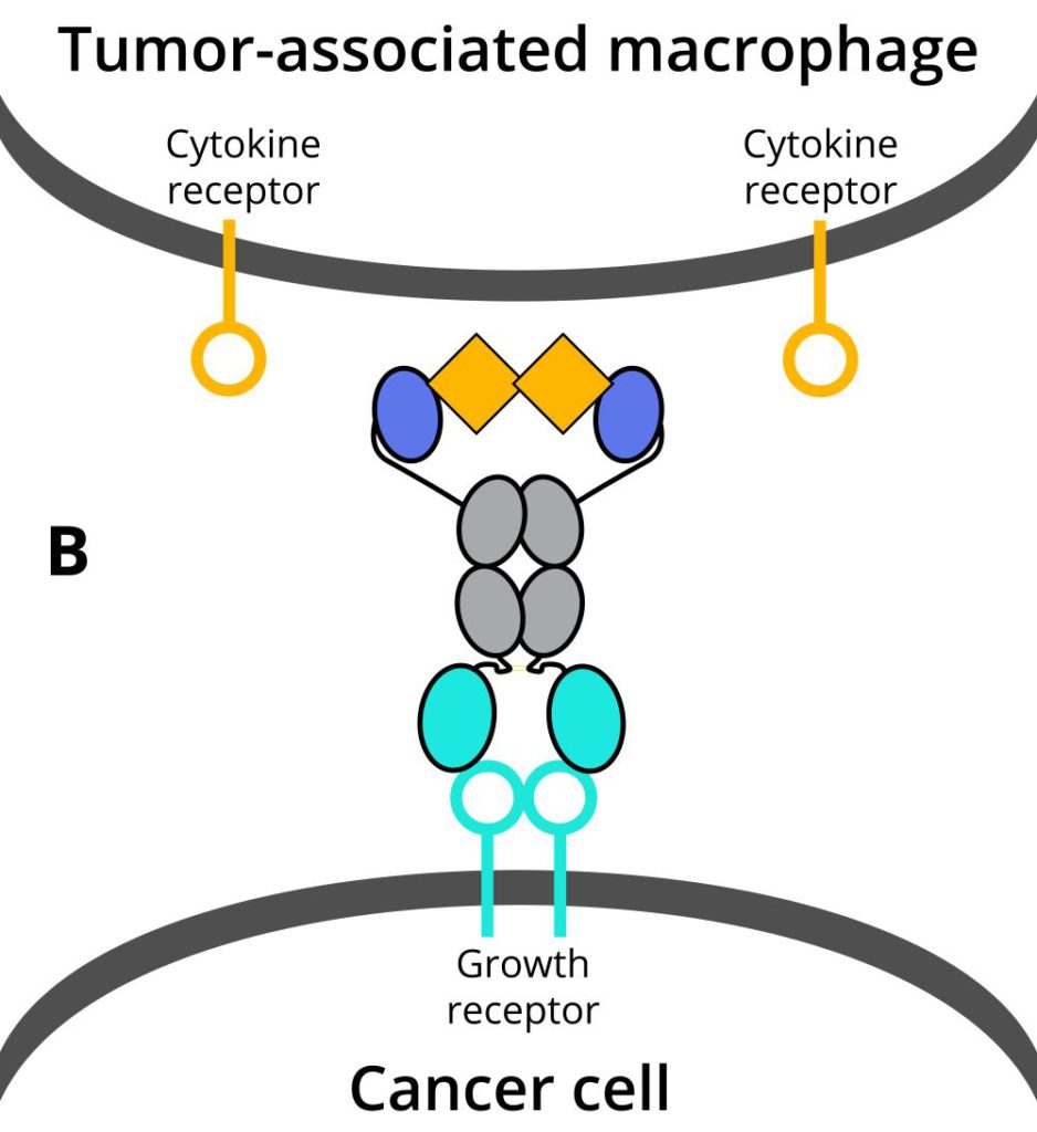 Multi-functional antibodies to target cancer on multiple fronts – Asian ...