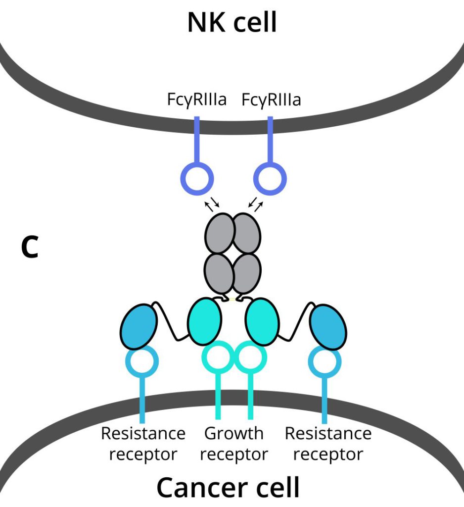 Multi-functional antibodies to target cancer on multiple fronts – Asian Fund for Cancer Research