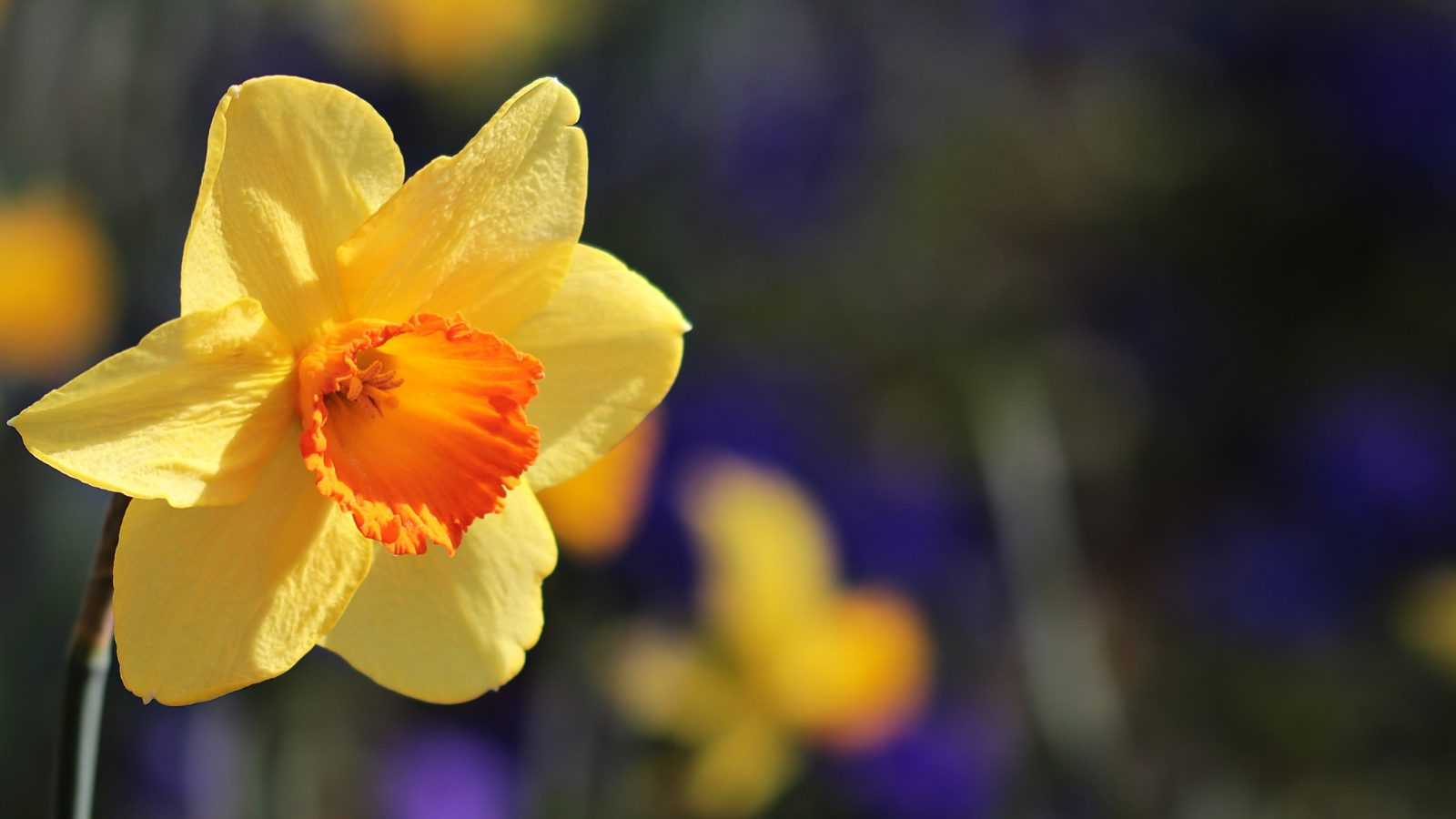 Asian Fund for Cancer Research – Advancing Cancer Breakthroughs from ...